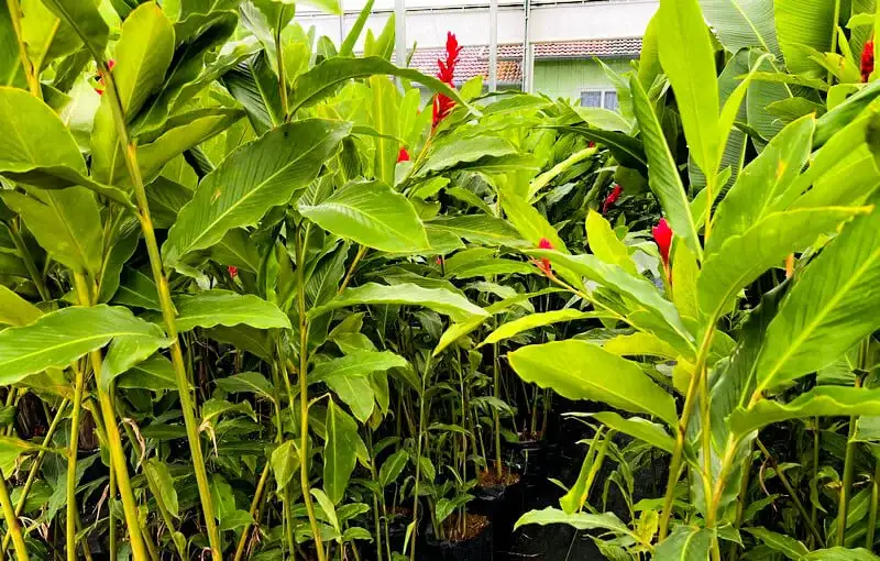 Alpinia Purpurata - Loja | Floricultura Terra
