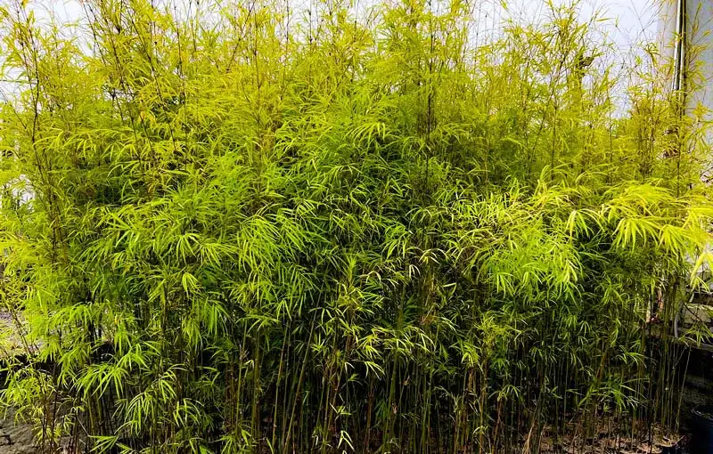 Bambuza - Bambusa / Bambuzinho de Jardim - Loja | Floricultura Terra