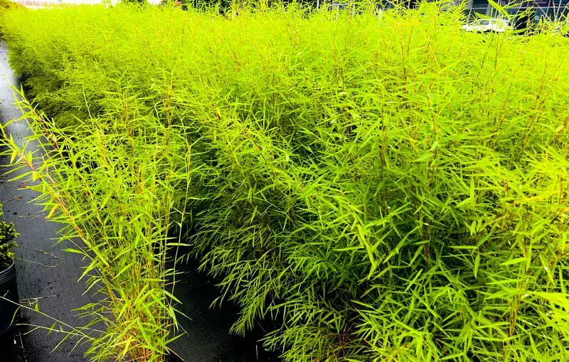 Capim Bambú / Mini Bambú - Loja | Floricultura Terra