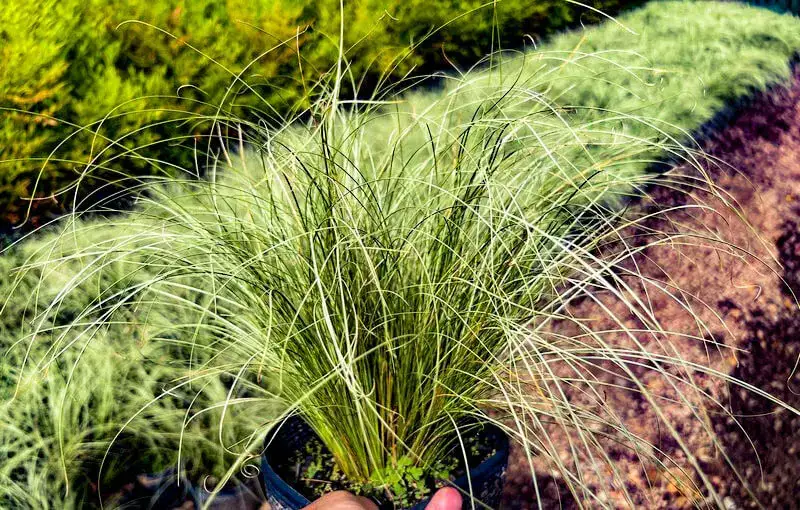 Capim Carex Amazon G - Loja | Floricultura Terra