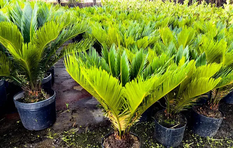 Cyca Revoluta - Loja | Floricultura Terra