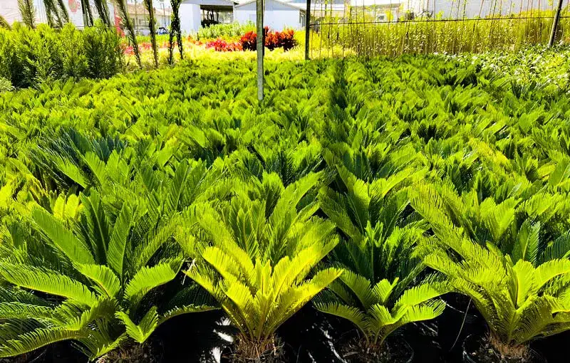 Cyca Revoluta M - Loja | Floricultura Terra