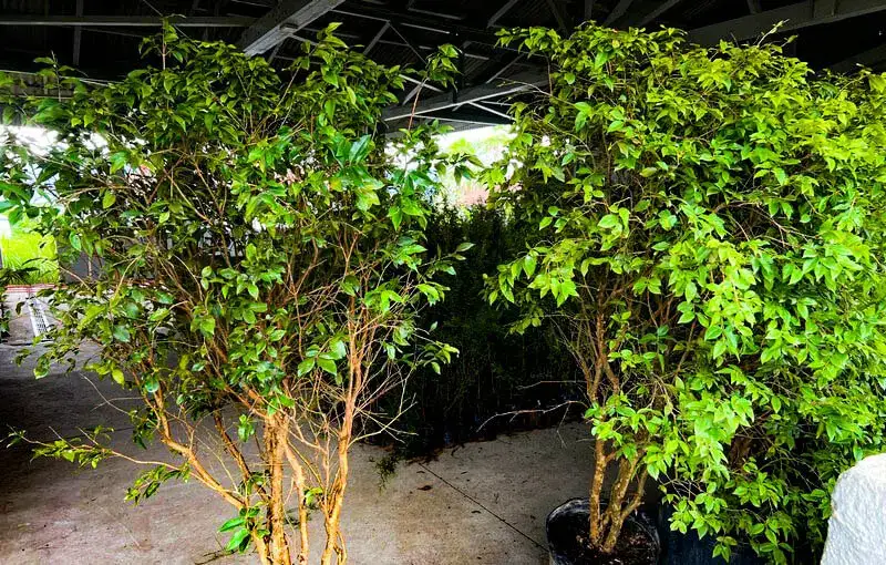 Jabuticaba Híbrida 2,0m - Loja | Floricultura Terra