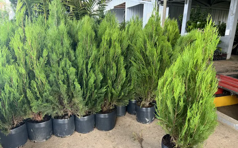 Tuia Ocidentalis Verde - Loja | Floricultura Terra